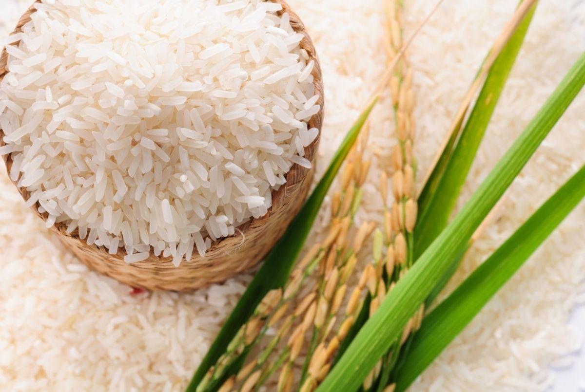 Ecuador exportará 104.000 toneladas de arroz a Colombia | Ekosnegocios