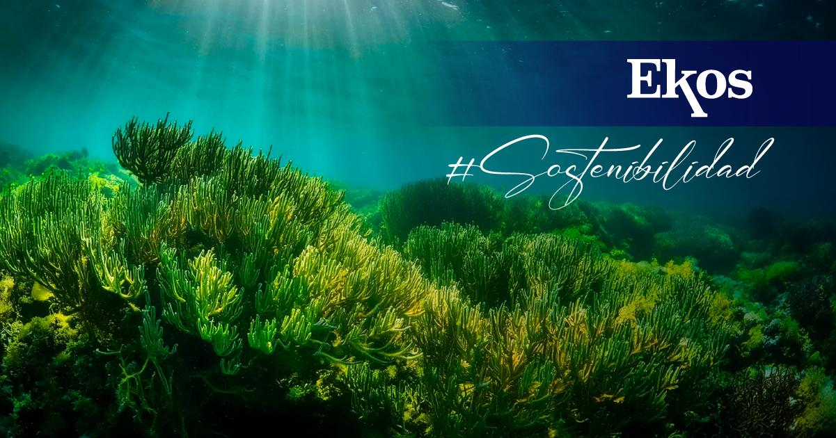 Chonkus: el alga que absorbe CO2 y ayuda a combatir la crisis climática ...