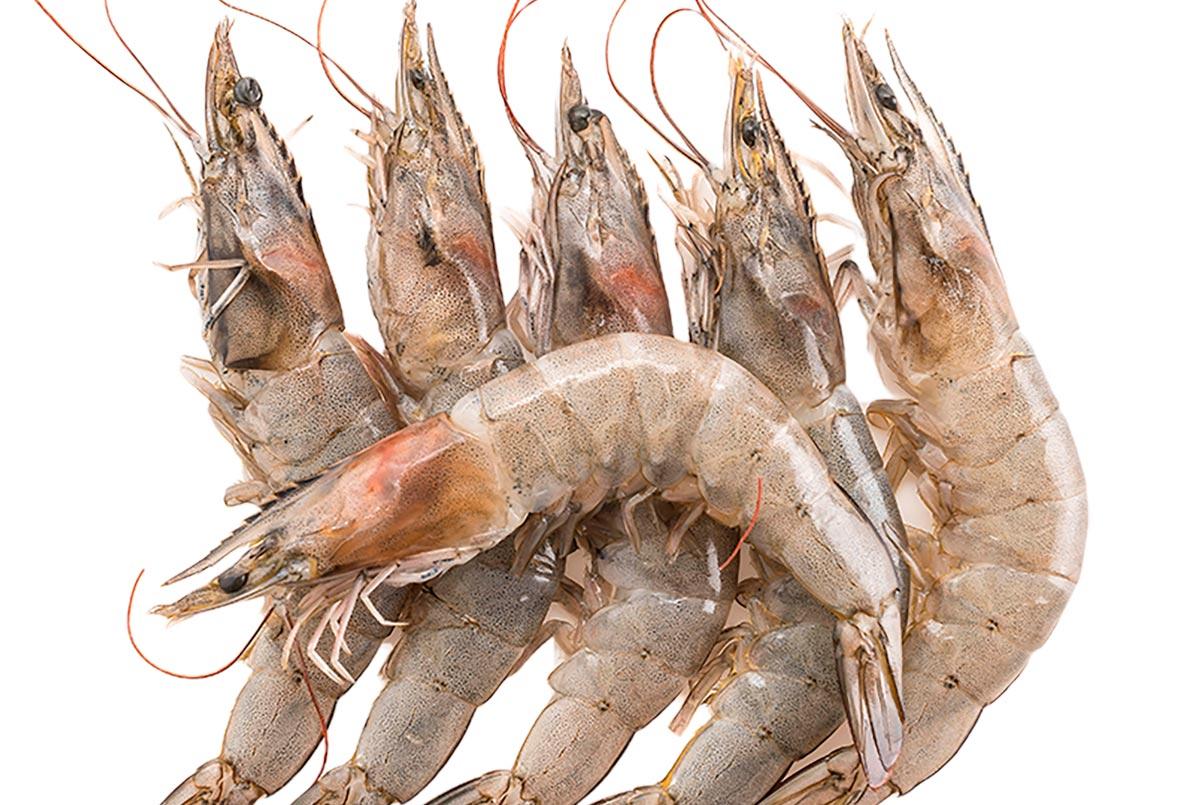 Esfuerzos para una producción sostenible de camarón | Ekosnegocios