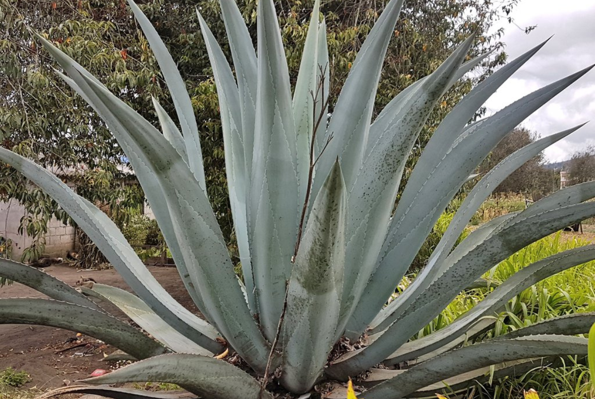 El penco, una industria en ciernes y con múltiples beneficios ...