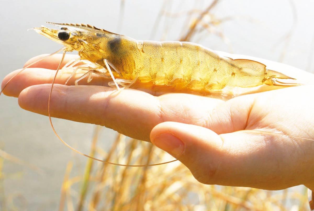 Ecuador le apuesta a la producción sostenible de camarón | Ekosnegocios