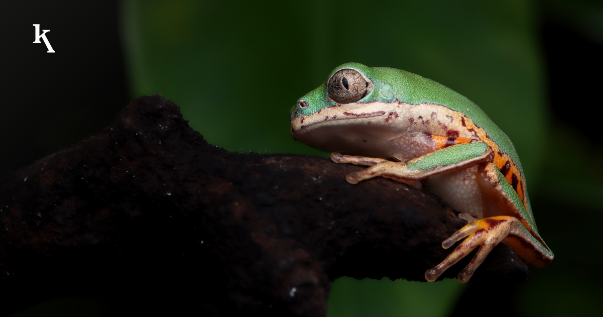 Los países con mayor biodiversidad en el mundo | Ekosnegocios