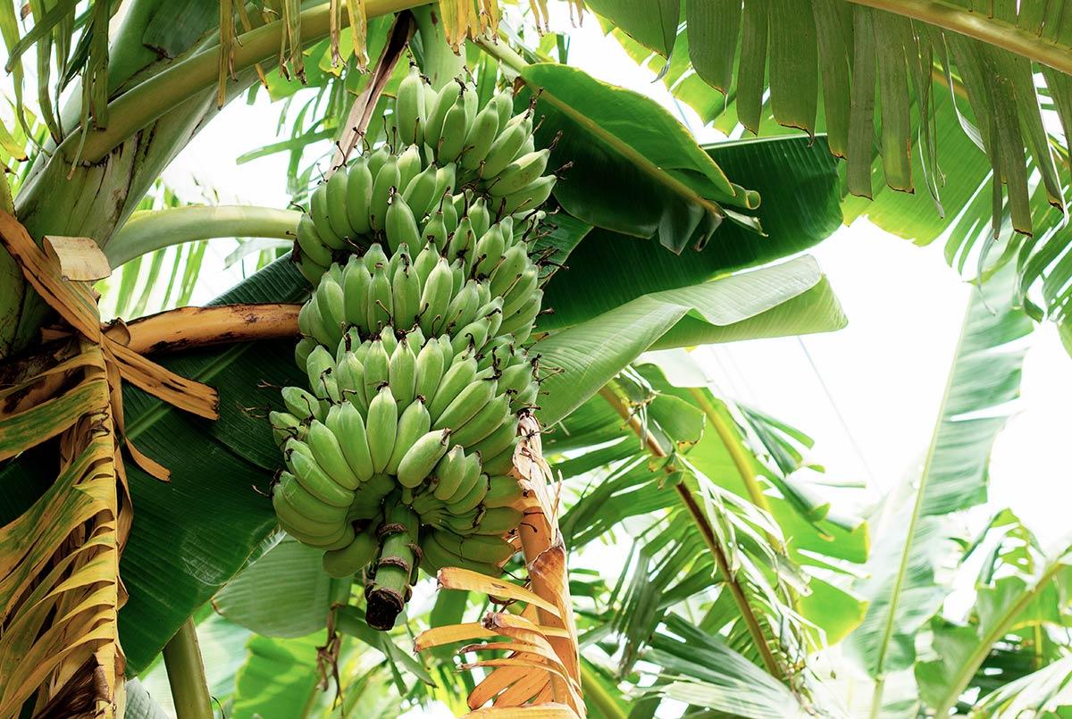 Ranking cultivo de banano | Ekosnegocios