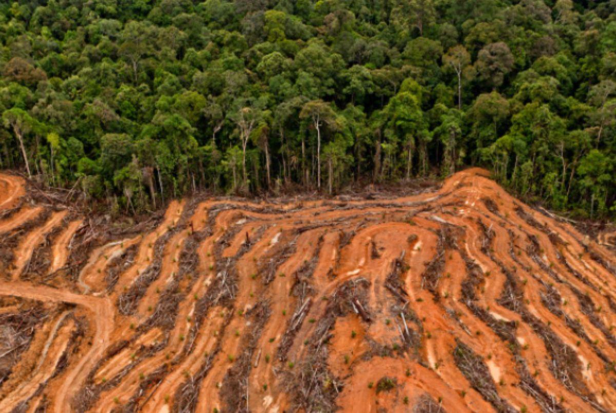 Disminuye la deforestación, pero los bosques tropicales siguen bajo ...