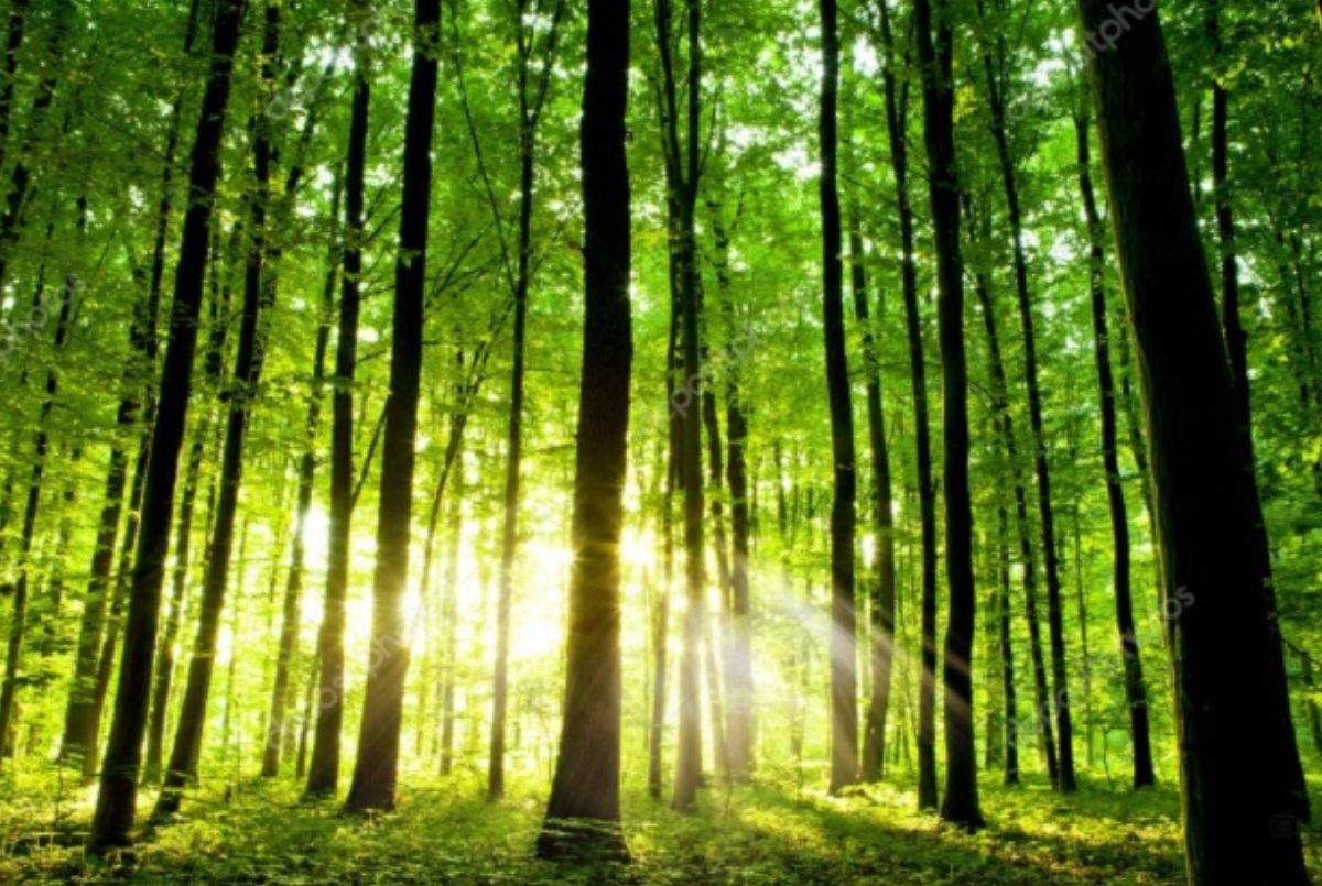FAO pide sanar y expandir los bosques para una economía más fuerte y ...