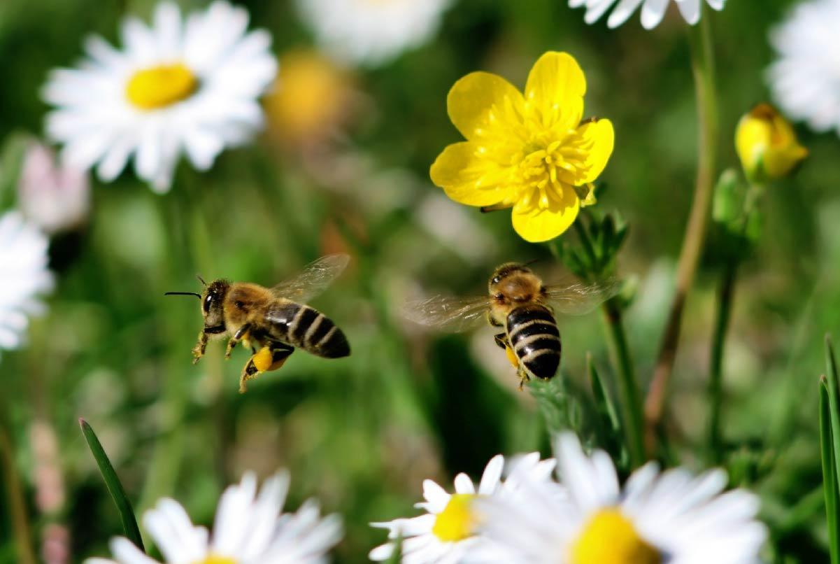 La FAO pide proteger a las abejas por ser "vitales" para el futuro de ...