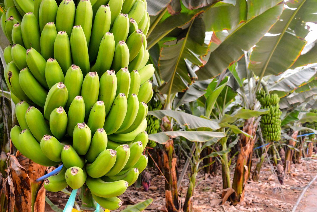 El precio de la caja de banano será de USD 6,85 para 2024 | Ekosnegocios