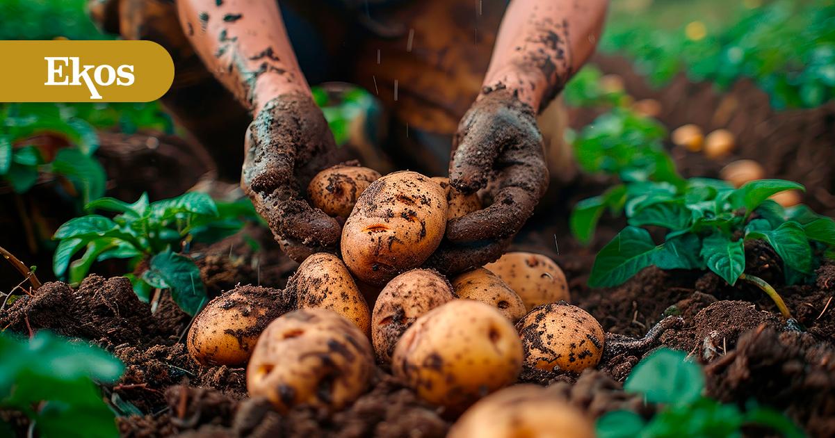Startup británica inventa hilo hecho a base de desechos de cultivos de ...