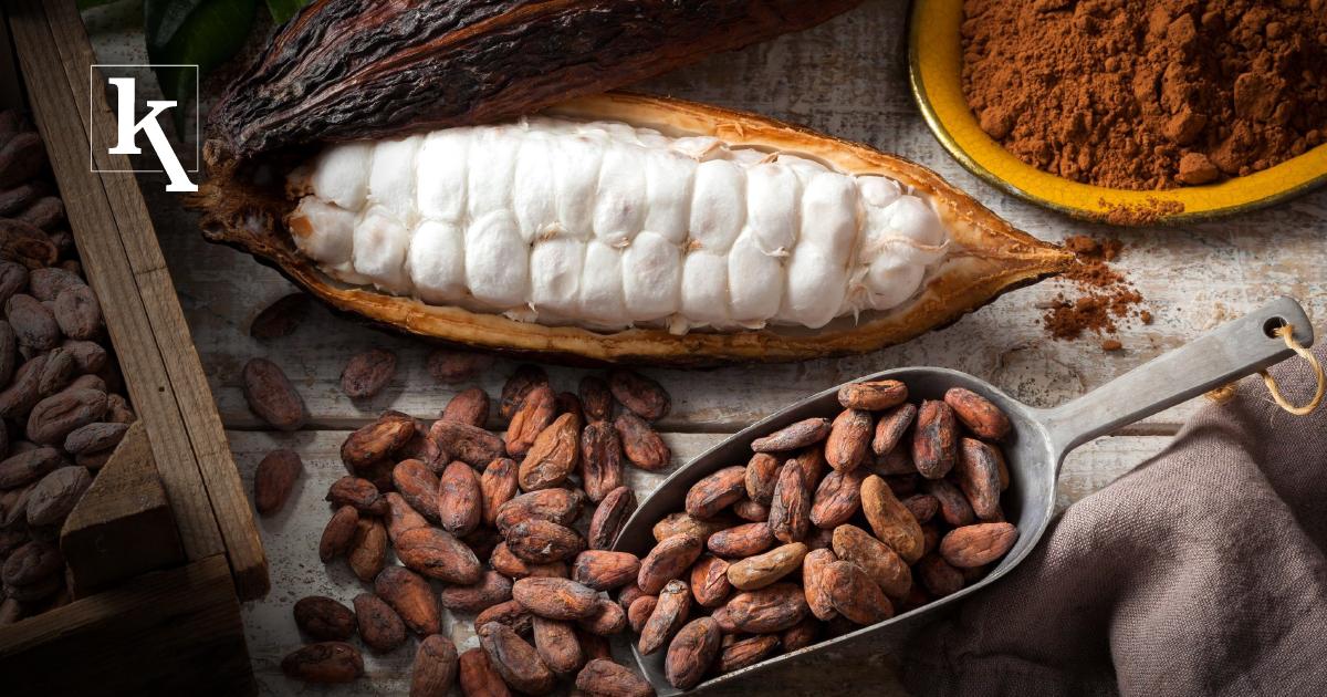 Producción de cacao en Ecuador fue declarada como actividad de interés ...