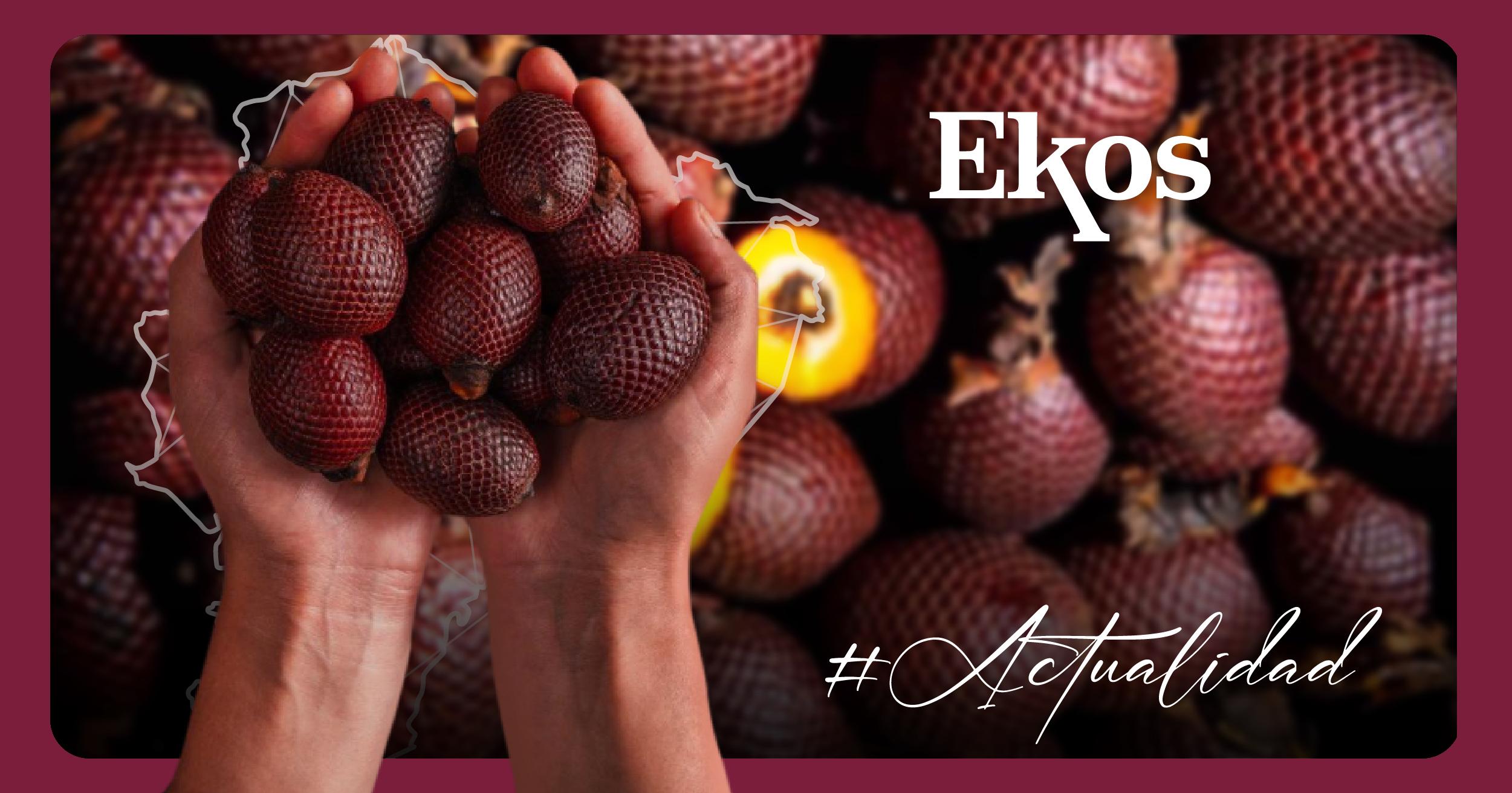 Ecuador exporta por primera vez pulpa de morete, el "súper fruto ...