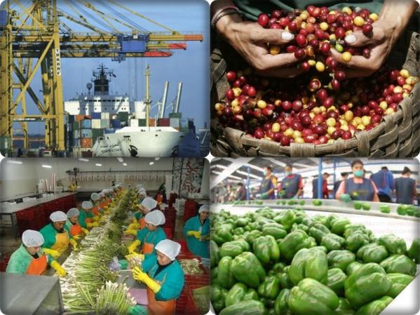 Exportaciones ecuatorianas crecieron en un 74% | Ekosnegocios